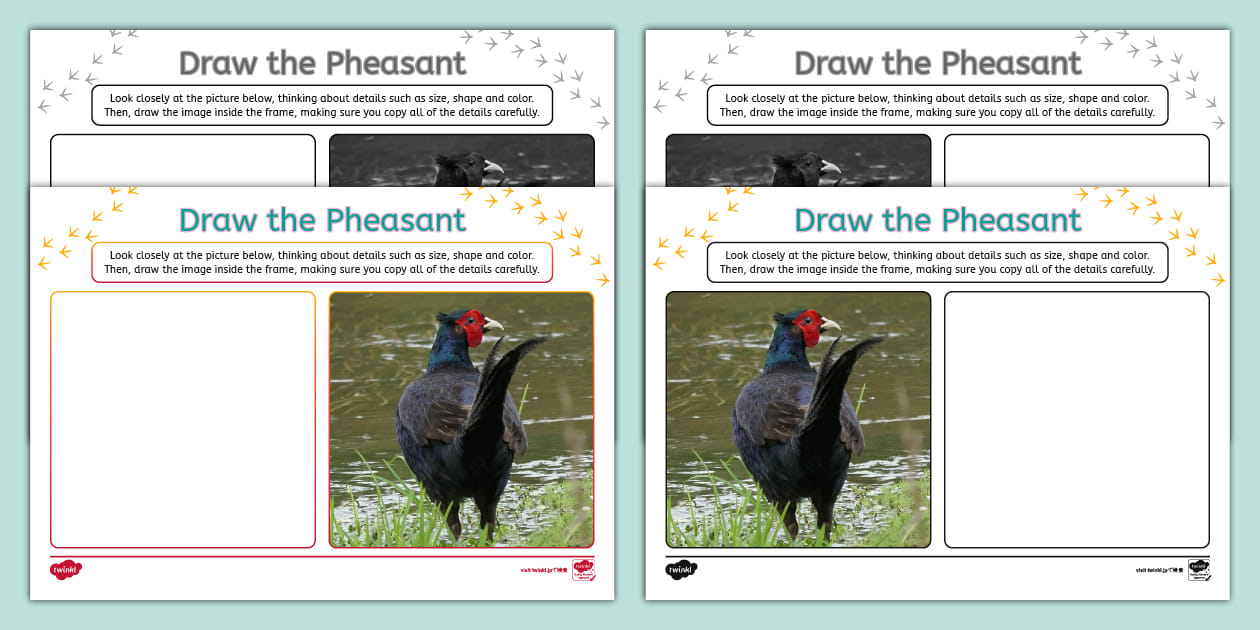 Draw the Pheasant Worksheet (teacher made) - Twinkl