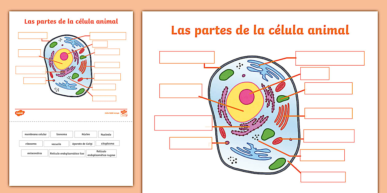 Recorta y pega las partes de la célula animal - Twinkl