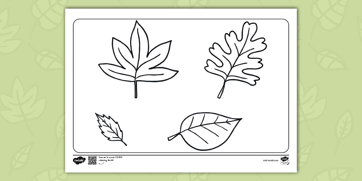 Different Types of Leaves Colouring Page | Colouring Pages