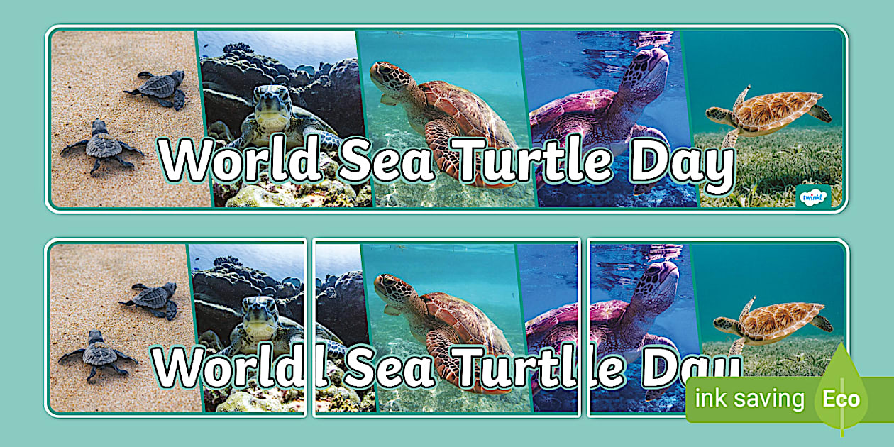 World Sea Turtle Day Photo Banner (Teacher-Made) - Twinkl
