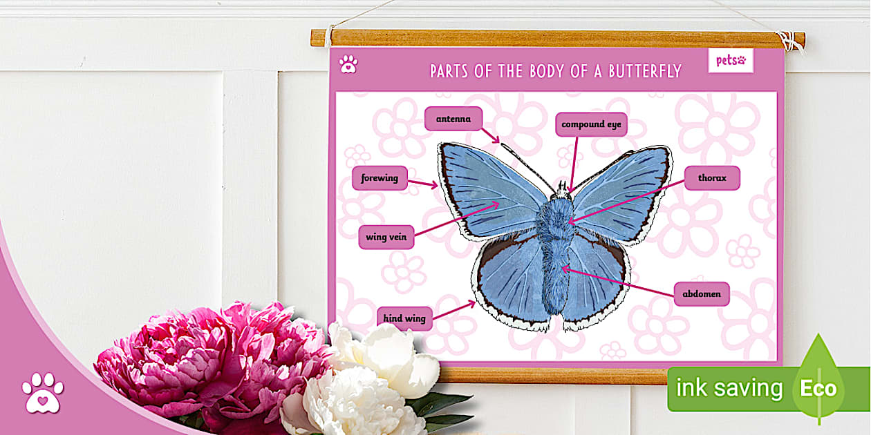 Parts of the Body of a Butterfly - Display Poster - Pets