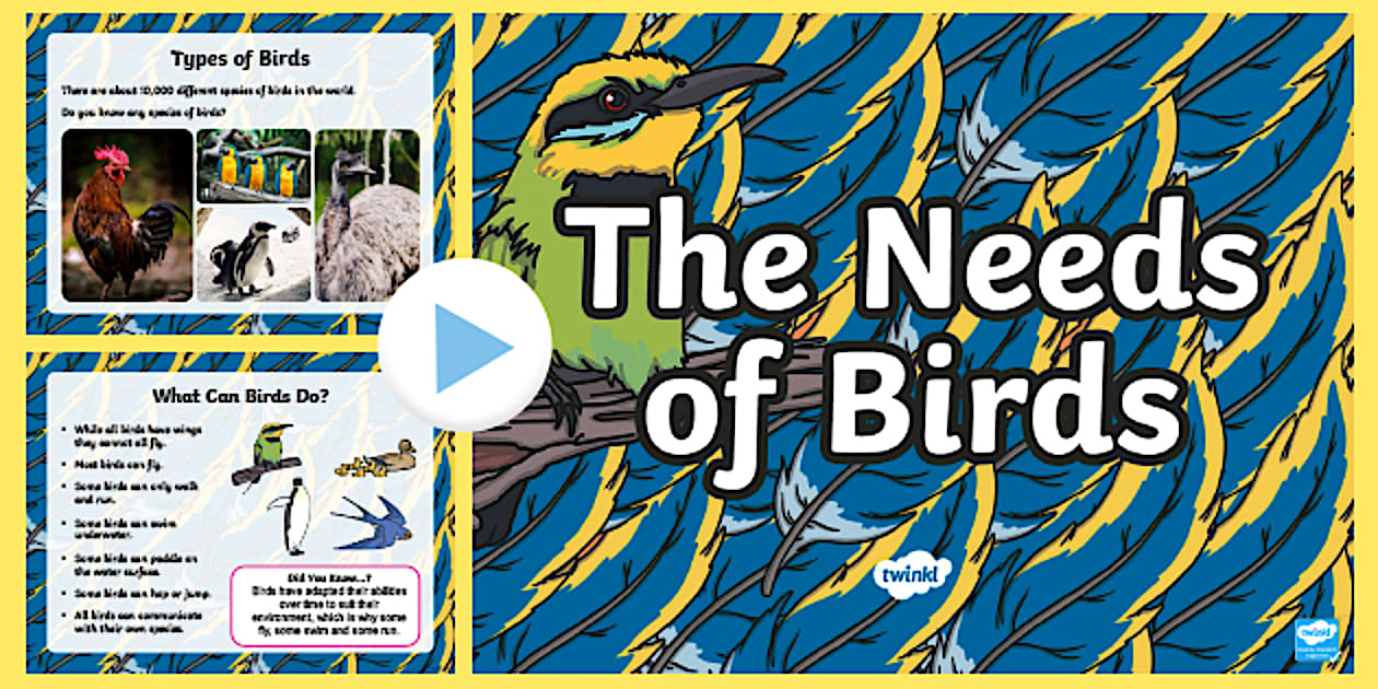 The Needs of Birds PowerPoint | Animals with Beaks Resource