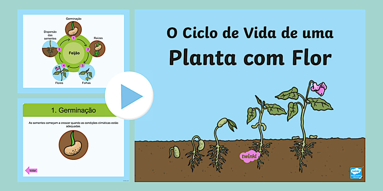 O ciclo de vida de uma planta com flores - Twinkl