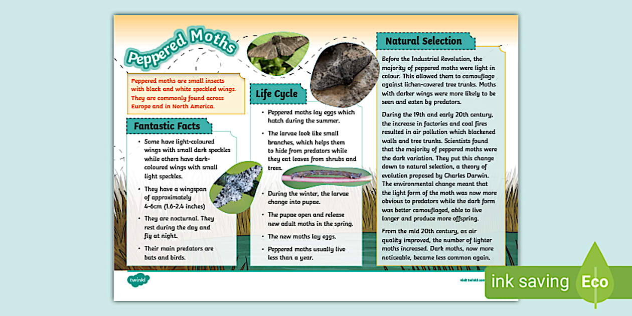 Peppered Moths Fact File - Animals - KS2 (teacher made)
