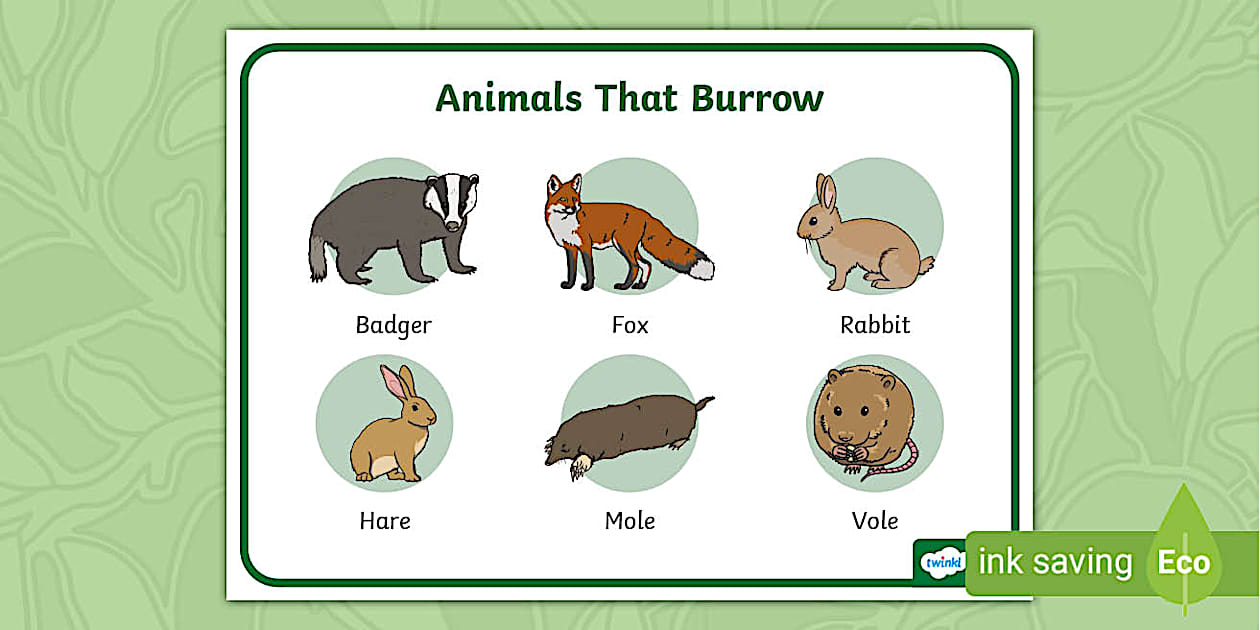 Animals That Burrow Display Poster (teacher made) - Twinkl