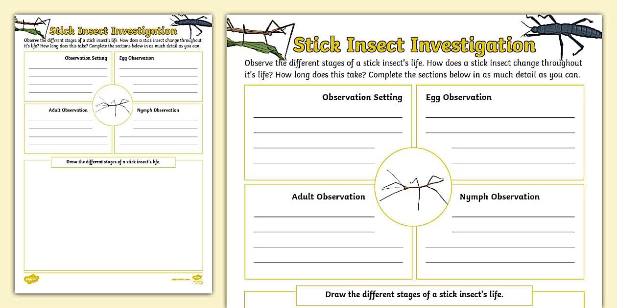 Stick Insect Investigation Worksheet (teacher made) - Twinkl