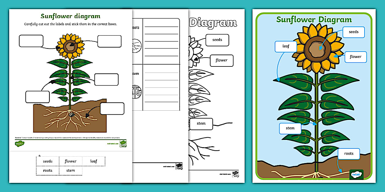 Sunflower Diagram Activity Pack (teacher made) - Twinkl