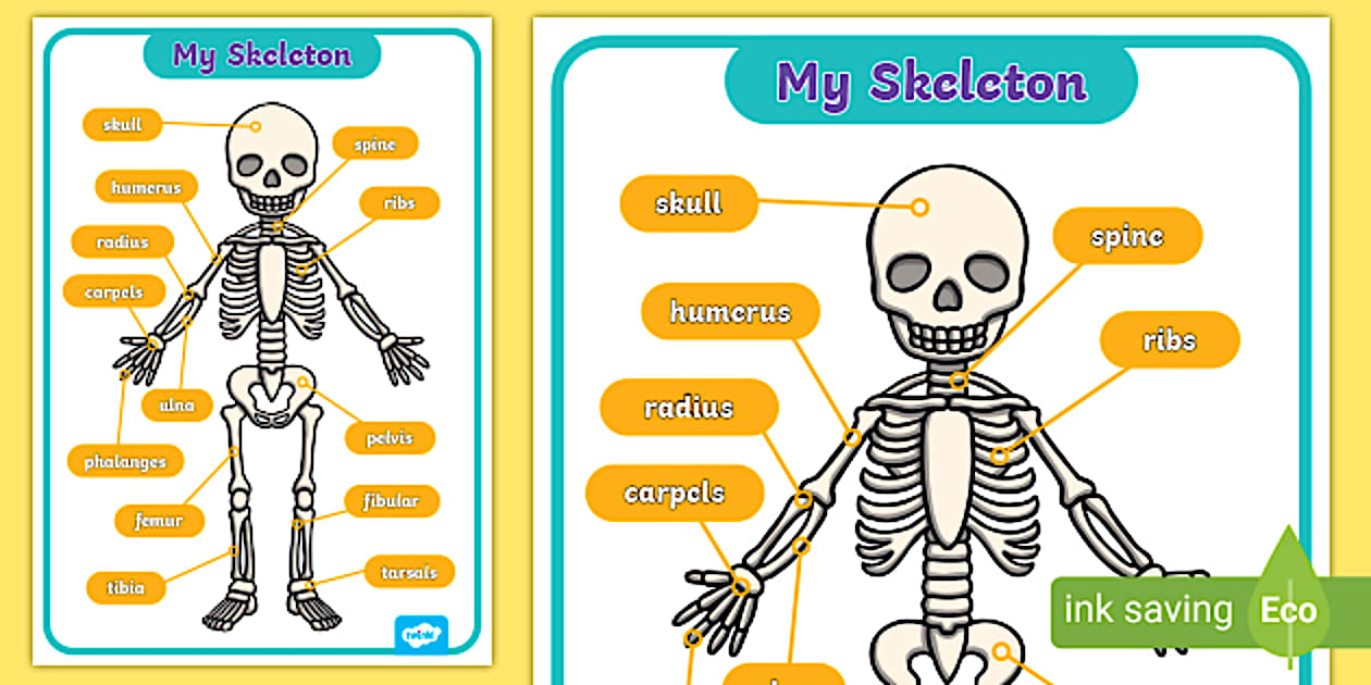 Skeleton Pictures - Twinkl South Africa (teacher made)