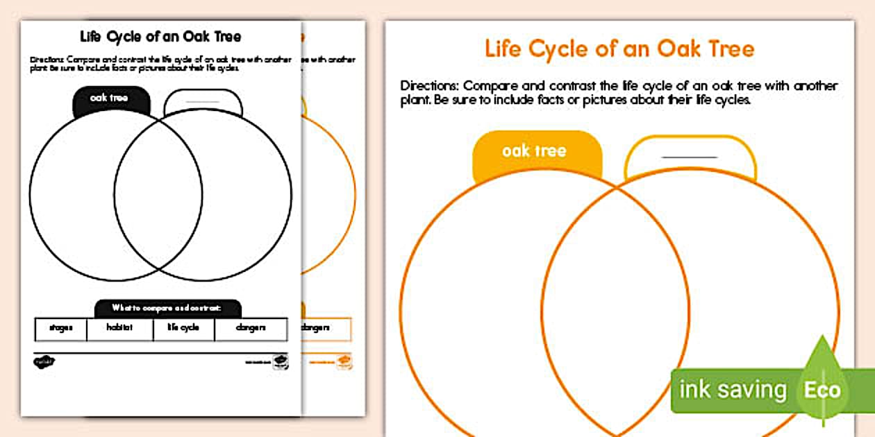 Life Cycle of an Oak Tree Venn Diagram Activity | Twinkl USA