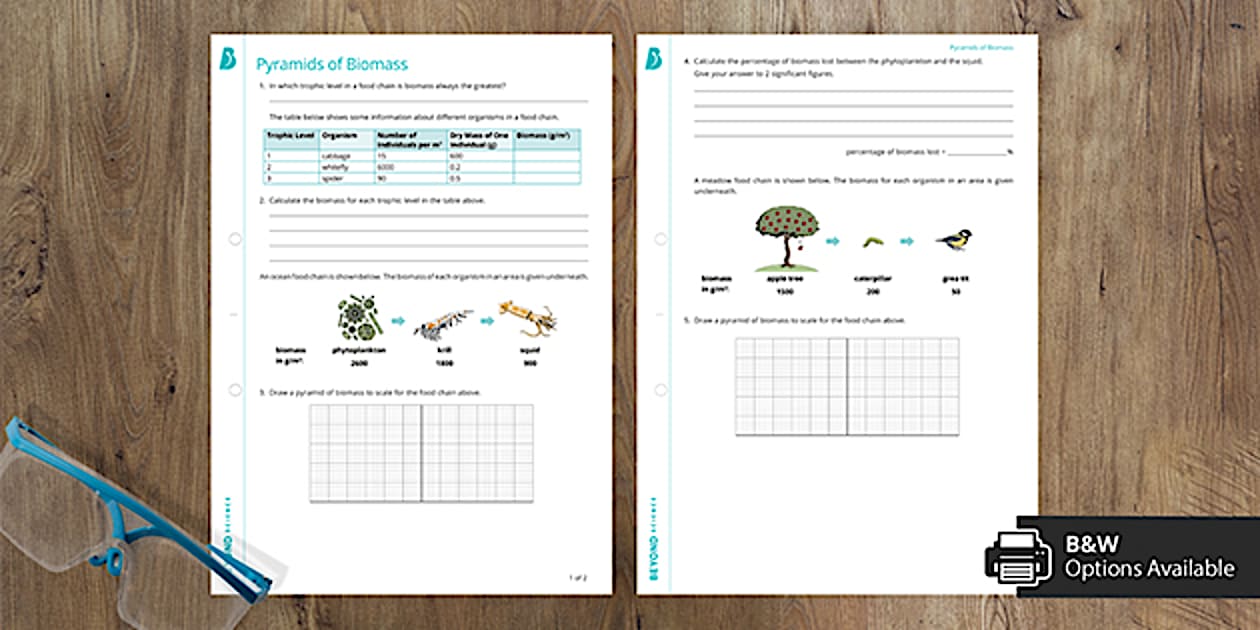 Pyramids of Biomass Worksheet | GCSE Ecology | Beyond