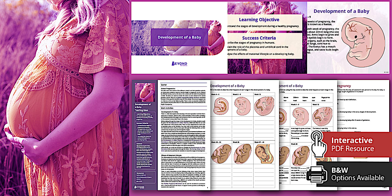 KS3 Reproduction Lesson 5: Development of a Baby | Beyond