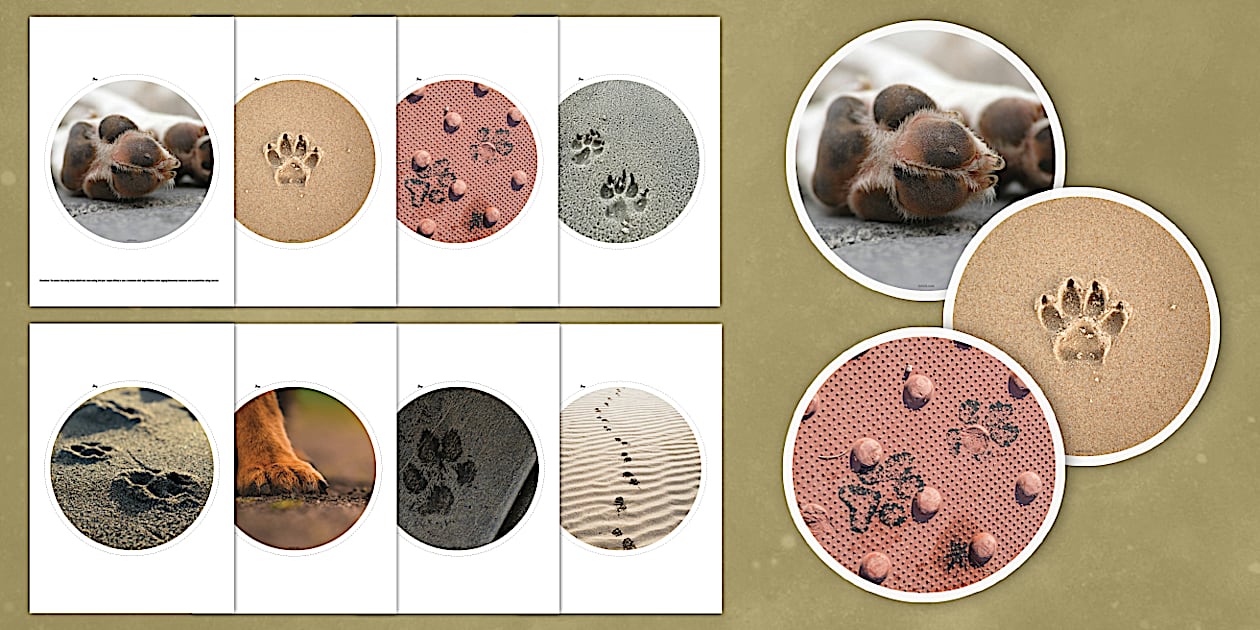 Dog Paw Prints Circle Display Photo Cut-Outs - Twinkl