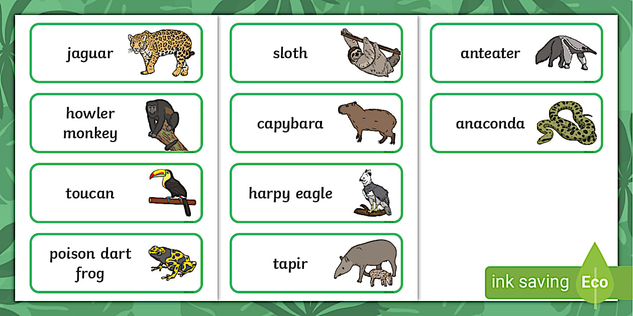 Rainforest Animal Word Cards (Teacher-Made) - Twinkl