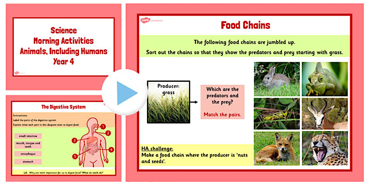 Year 4 Early Morning Activities Animals Including Humans - animal