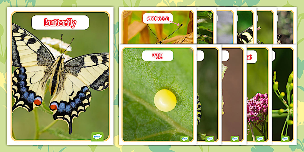 Butterfly Life Cycle Photo Cards (teacher made) - Twinkl