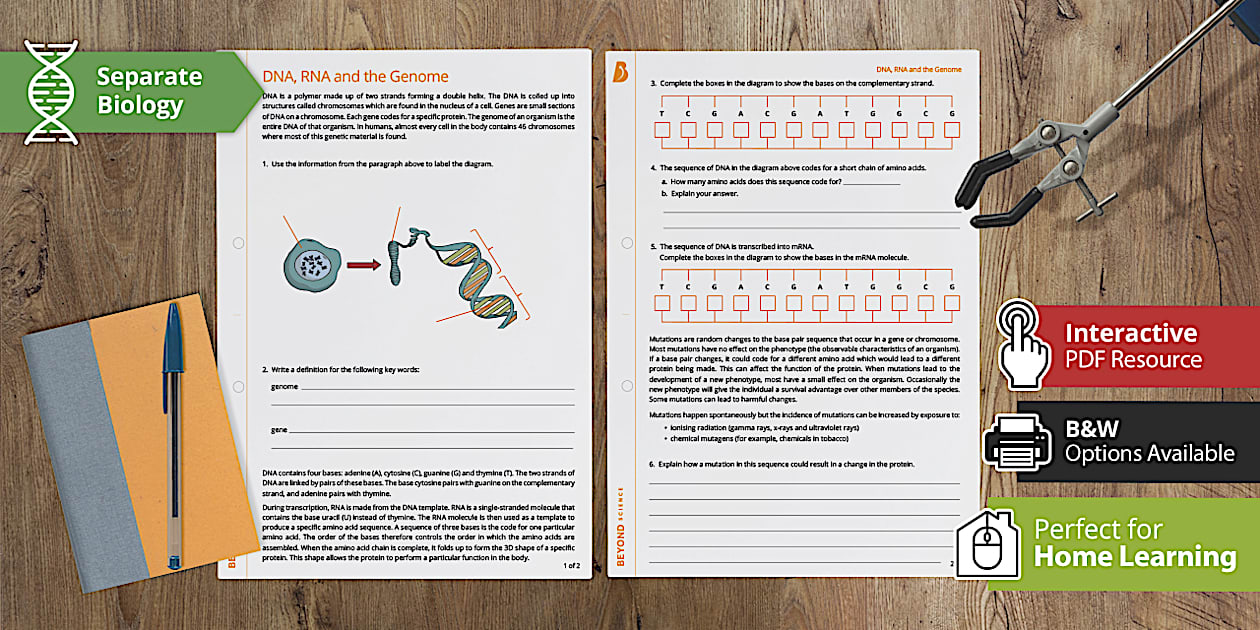 iGCSE DNA, RNA and the Genome Worksheet | KS4 Science