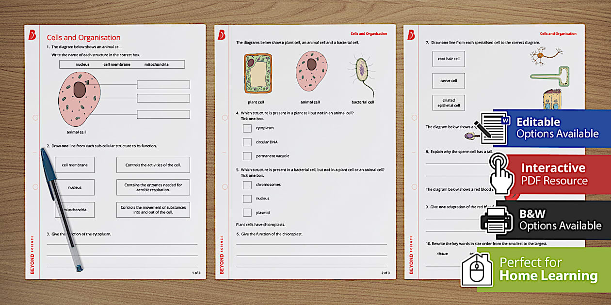 Cells and Organisation SEND Worksheet | KS3 Biology | Beyond