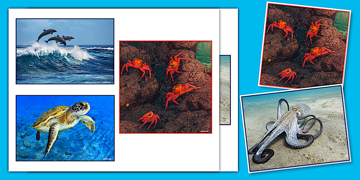 World Ocean Day Cutouts