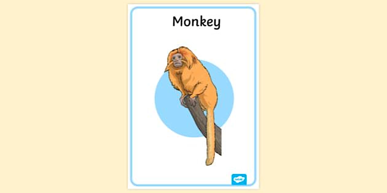 Monkey Poster | Display Posters | Primary Resources - Twinkl