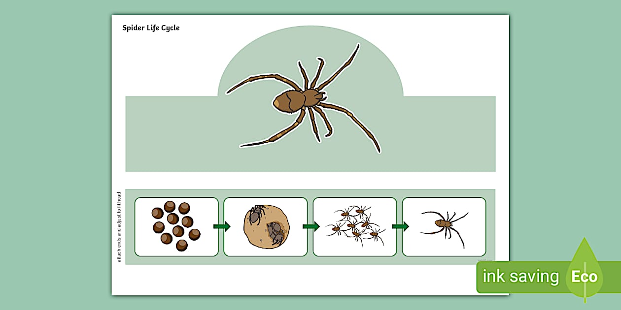 Spider Life Cycle Headband - Twinkl - KS1 (teacher made)