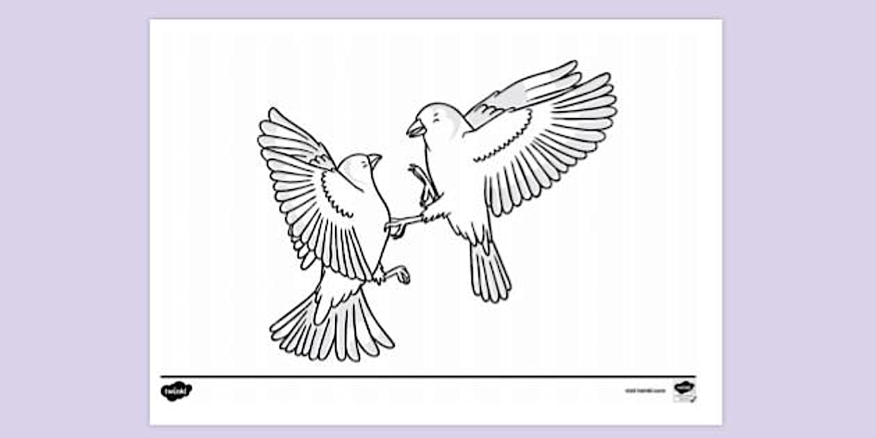 Birds Fighting Colouring | Colouring Sheets (teacher made)