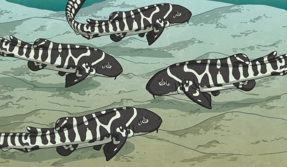 Rewilding Zebra Sharks - Twinkl NewsRoom - Twinkl