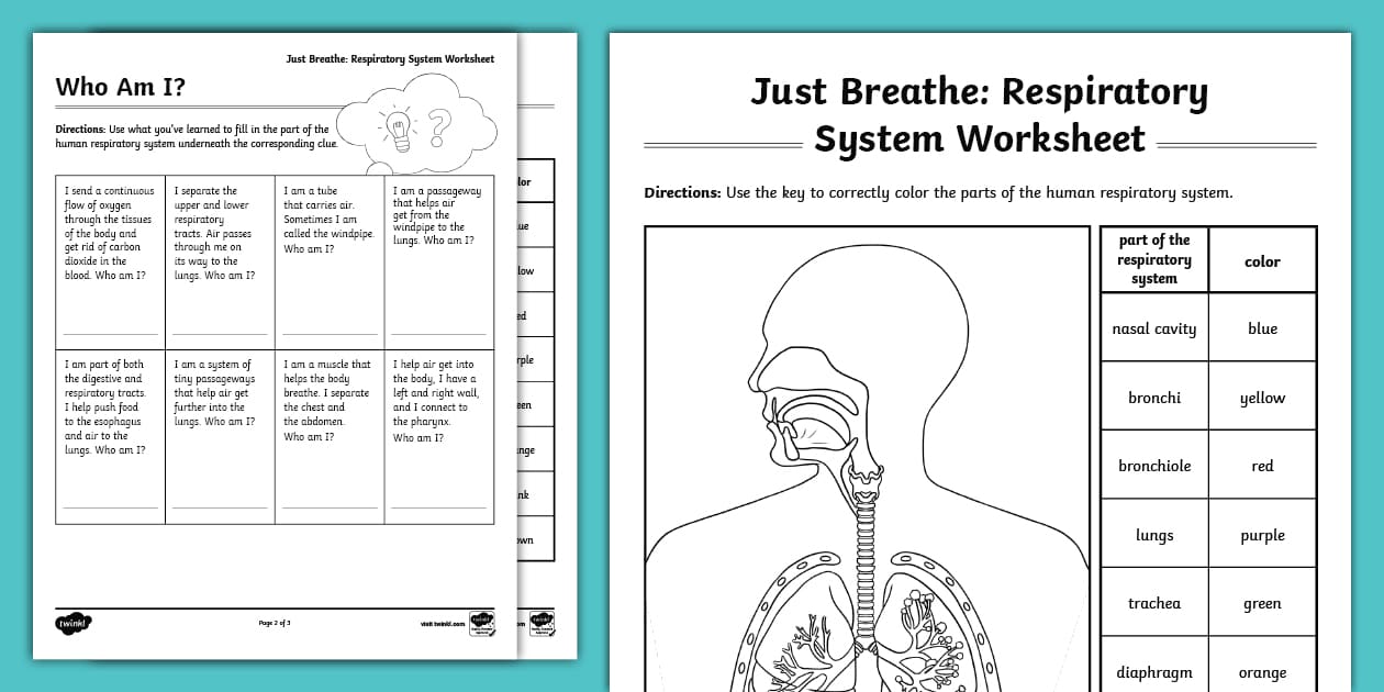 Just Breathe: Respiratory System Worksheet for 3rd-5th Grade