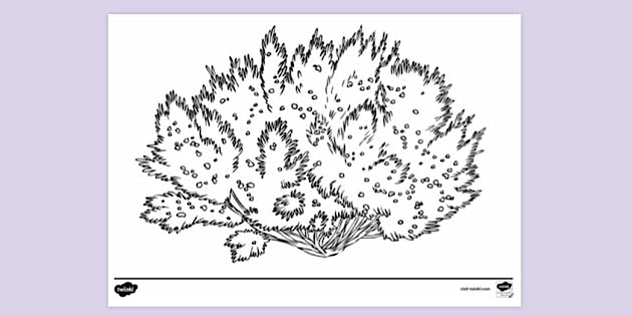 Narrow Leafed Hop Bush Colouring Sheet | Colouring Sheets