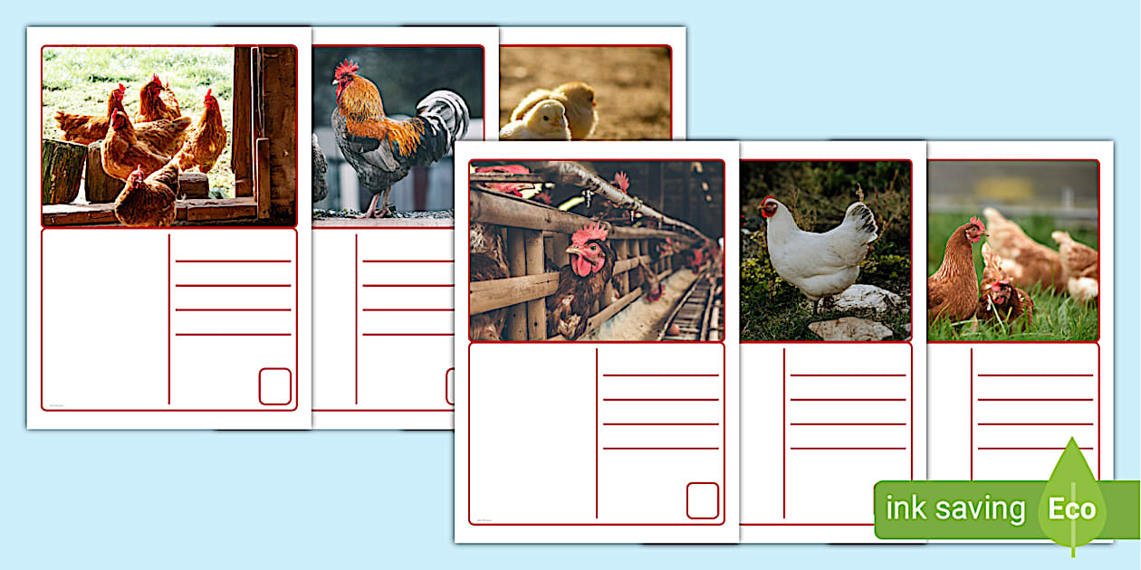 Chicken Postcards | Twinkl | Stationery | Writing | KS1