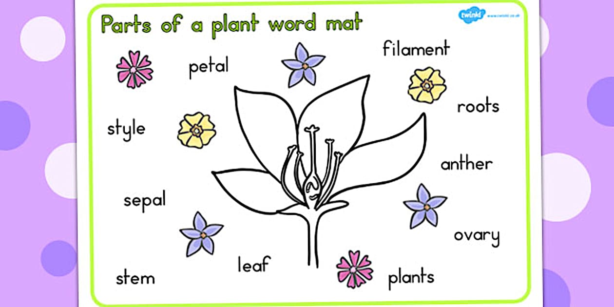 Parts of a Plant Word Mat (teacher made) - Twinkl