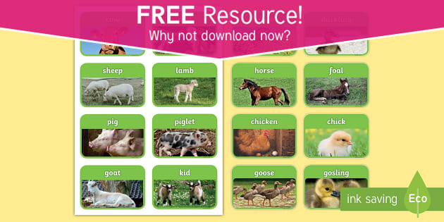 FREE! - Mother And Baby Animal Photos - Science - EYLF