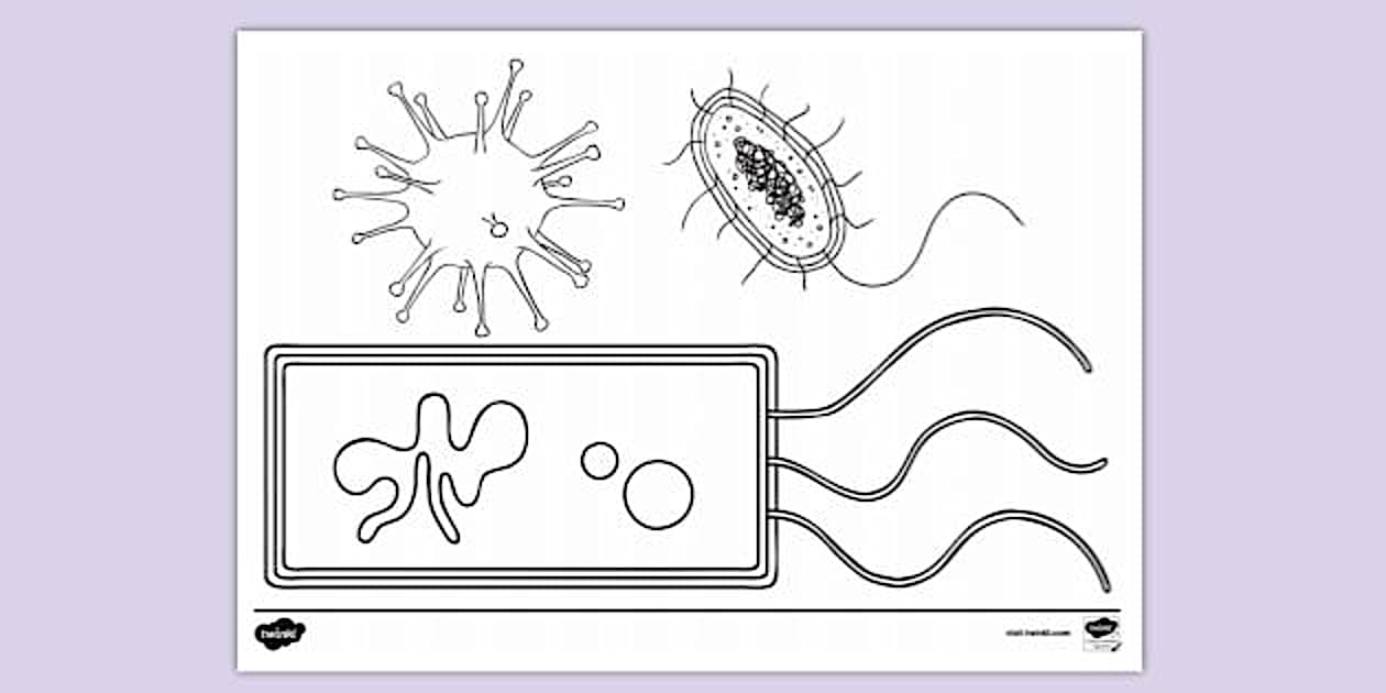Bacteria Cell Colouring Sheet | Colouring Sheets - Twinkl
