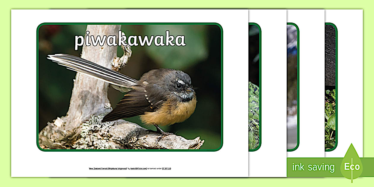 New Zealand Native Birds Display Photos (teacher made)