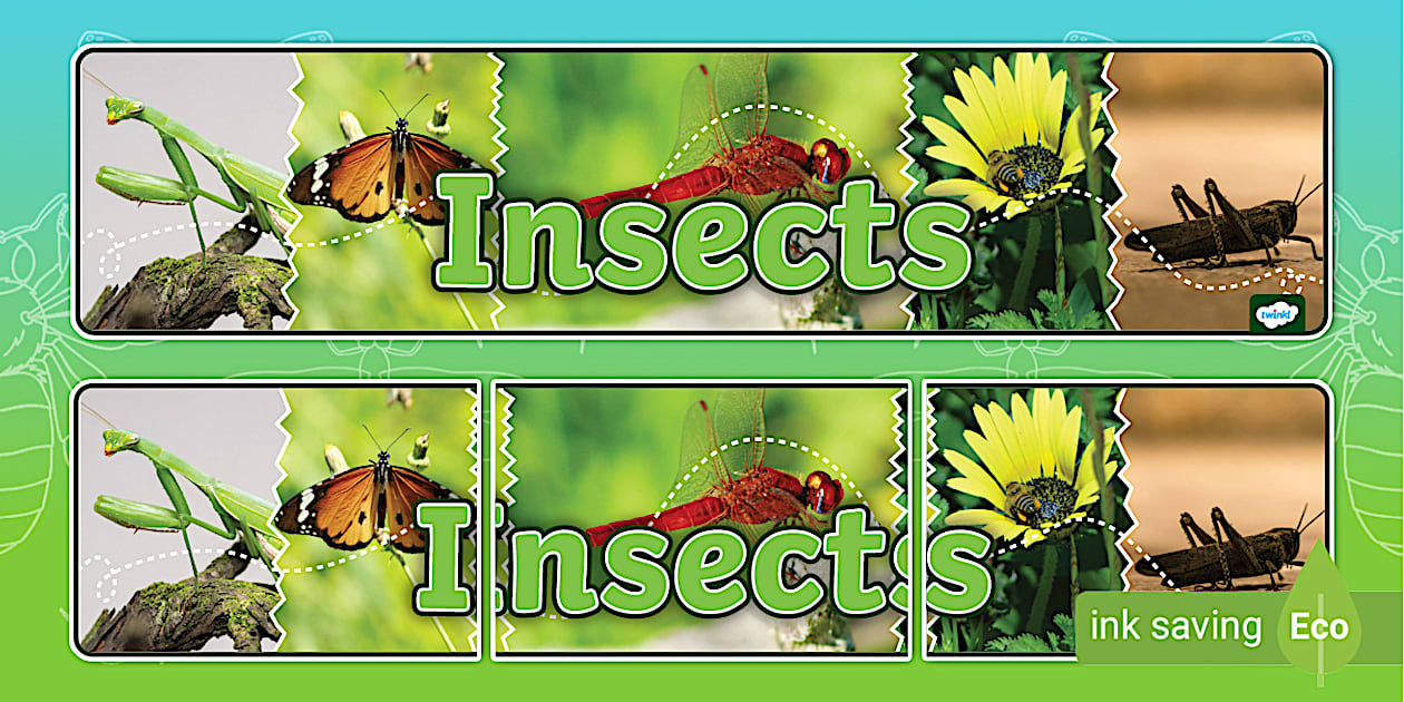 Insects Photo Display Banner (teacher made) - Twinkl