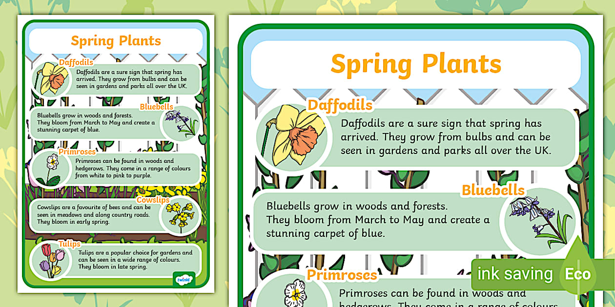 Spring Plants Display Poster (teacher made) - Twinkl