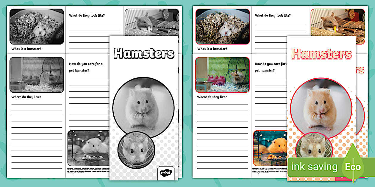 Hamster Leaflet Template (teacher made) - Twinkl