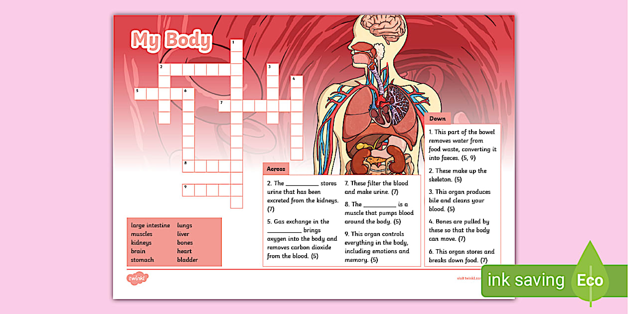 My Body Crossword - KS2 (teacher made) - Twinkl