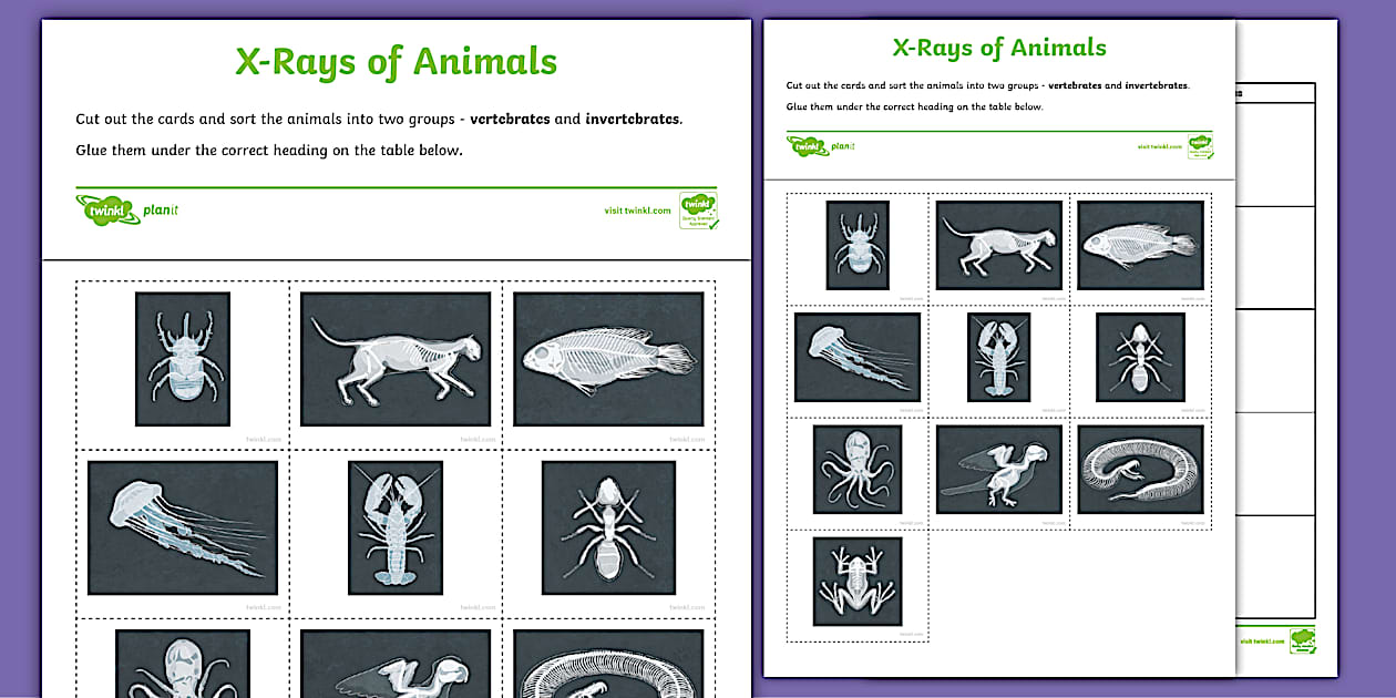 Y3 X-Rays of Animals Activity Sheet (teacher made) - Twinkl