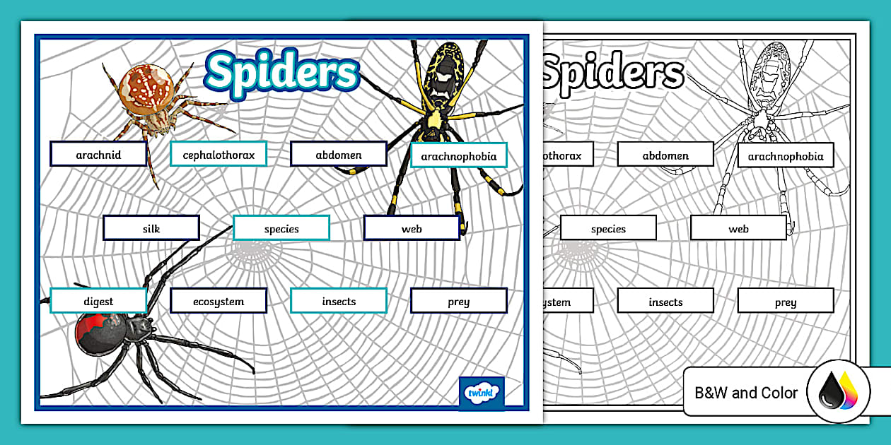 Spiders Vocabulary Mat for 3rd-5th Grade (teacher made)