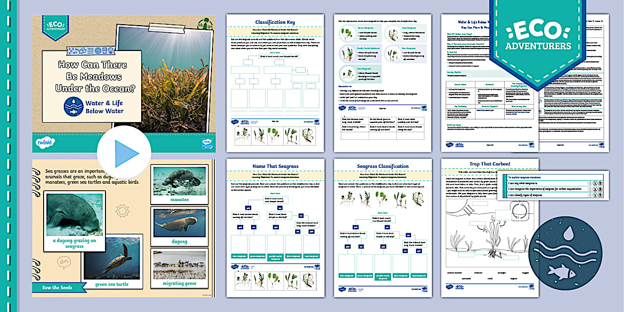 Y4 Lesson 3 - How Can There Be Meadows Under the Ocean?