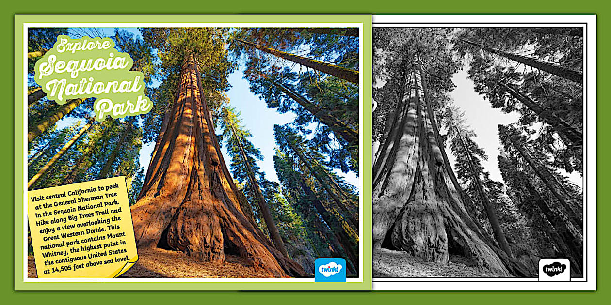 Printable Sequoia National Park Poster for Kids | Twinkl USA