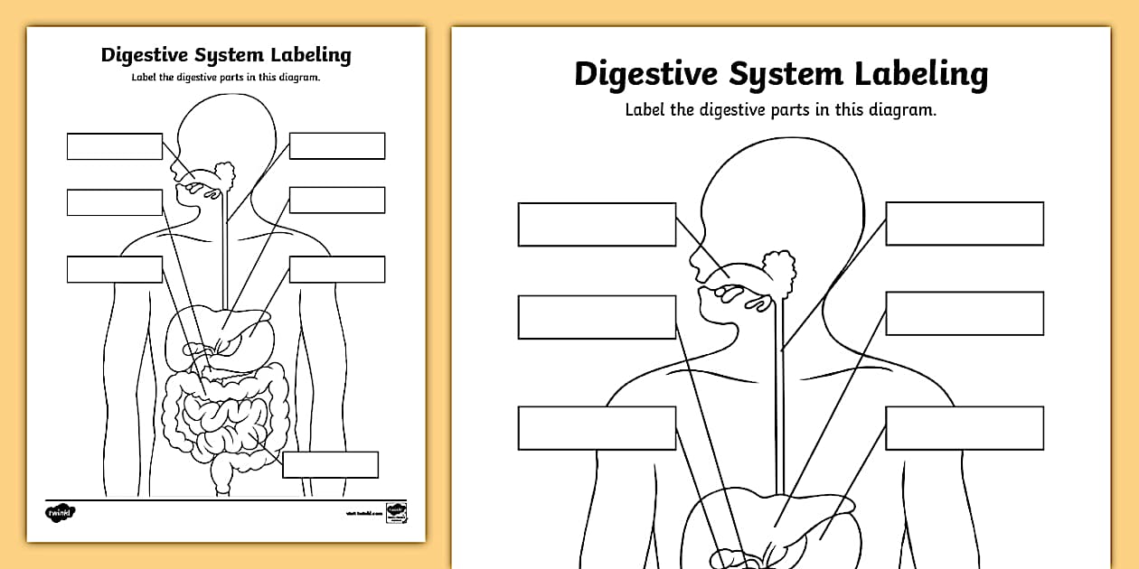 Label the Digestive System Worksheet for 3rd-5th Grade