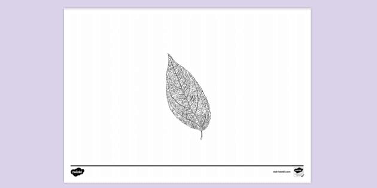 Leaf 5 Colouring | KS1 Colouring Sheets | Twinkl Resources