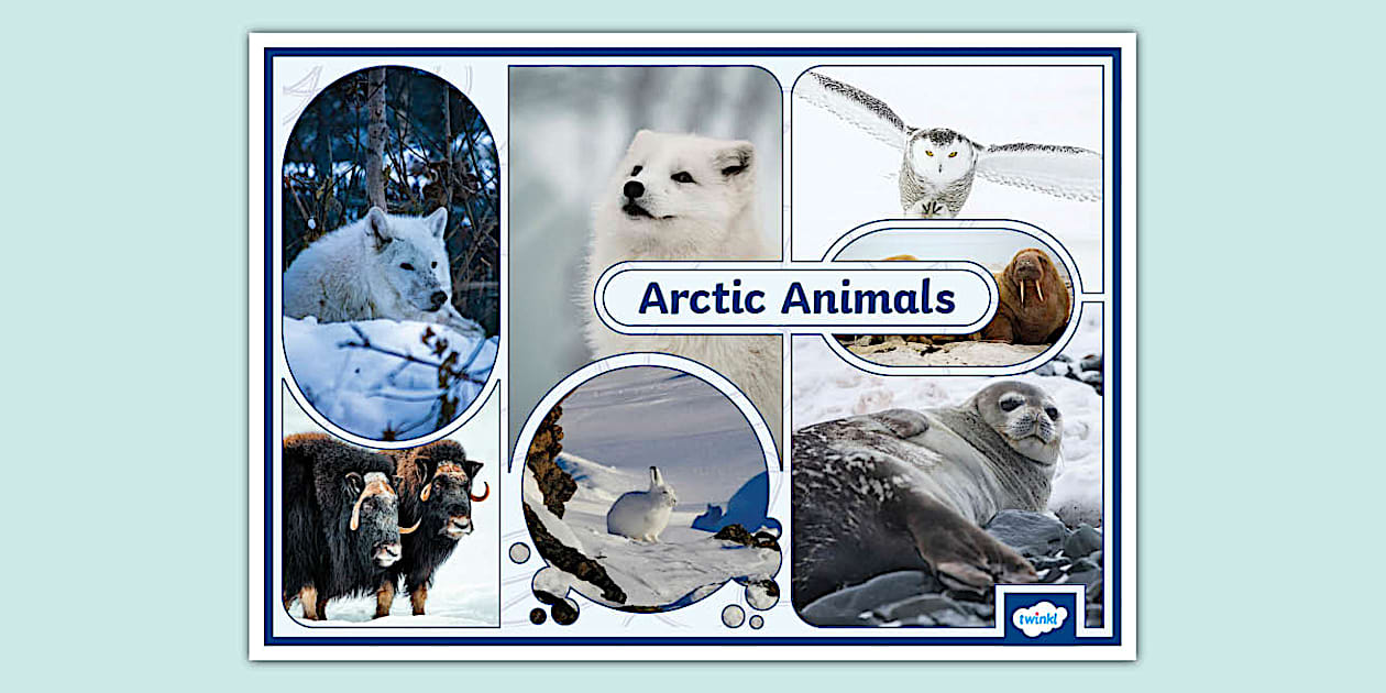 Arctic Animals Photo Display Poster (teacher made) - Twinkl