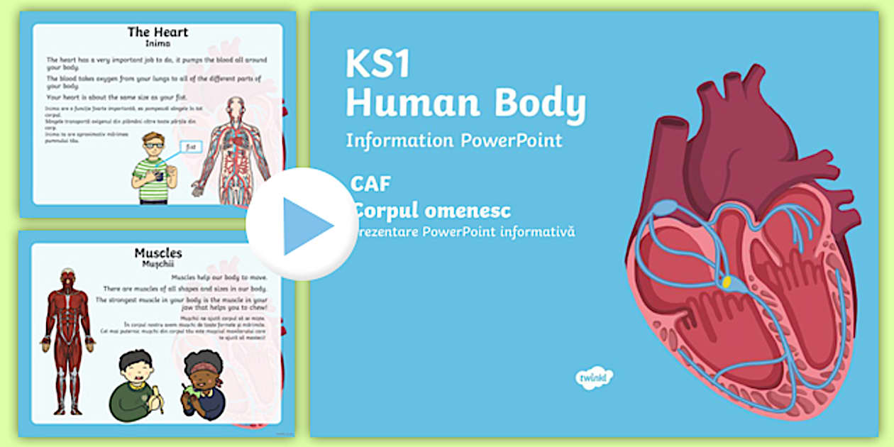 KS1 Human Body Information PowerPoint English/Romanian