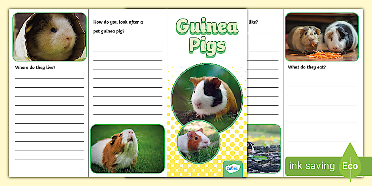 Guinea Pigs Leaflet Template (teacher made) - Twinkl