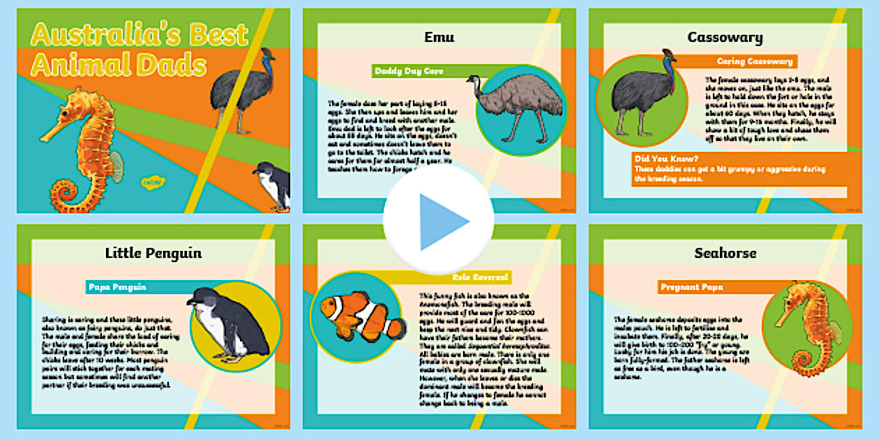 Australia's Best Animal Dads PowerPoint (teacher made)