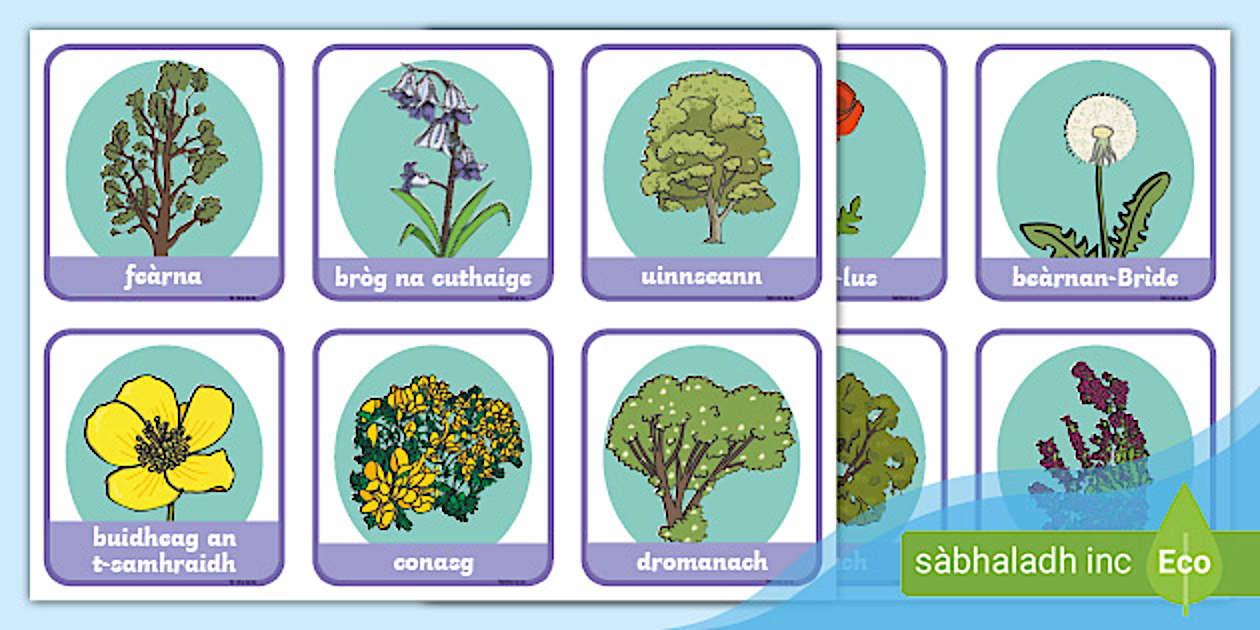 Priob-chairtean Craobhan is Flùraichean na h-Alba - Twinkl