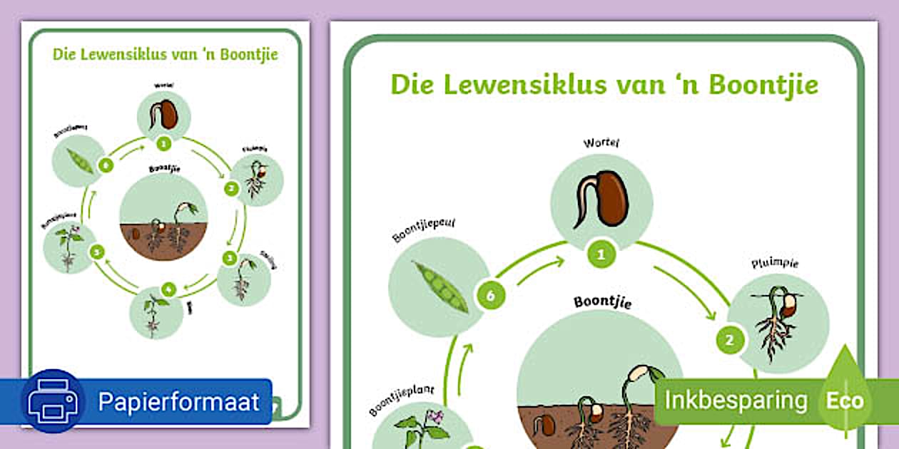 Die Lewensiklus van 'n Boontjie Plakkaat - Twinkl