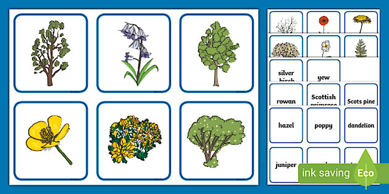 Scottish Trees and Flowers Matching Cards (teacher made)